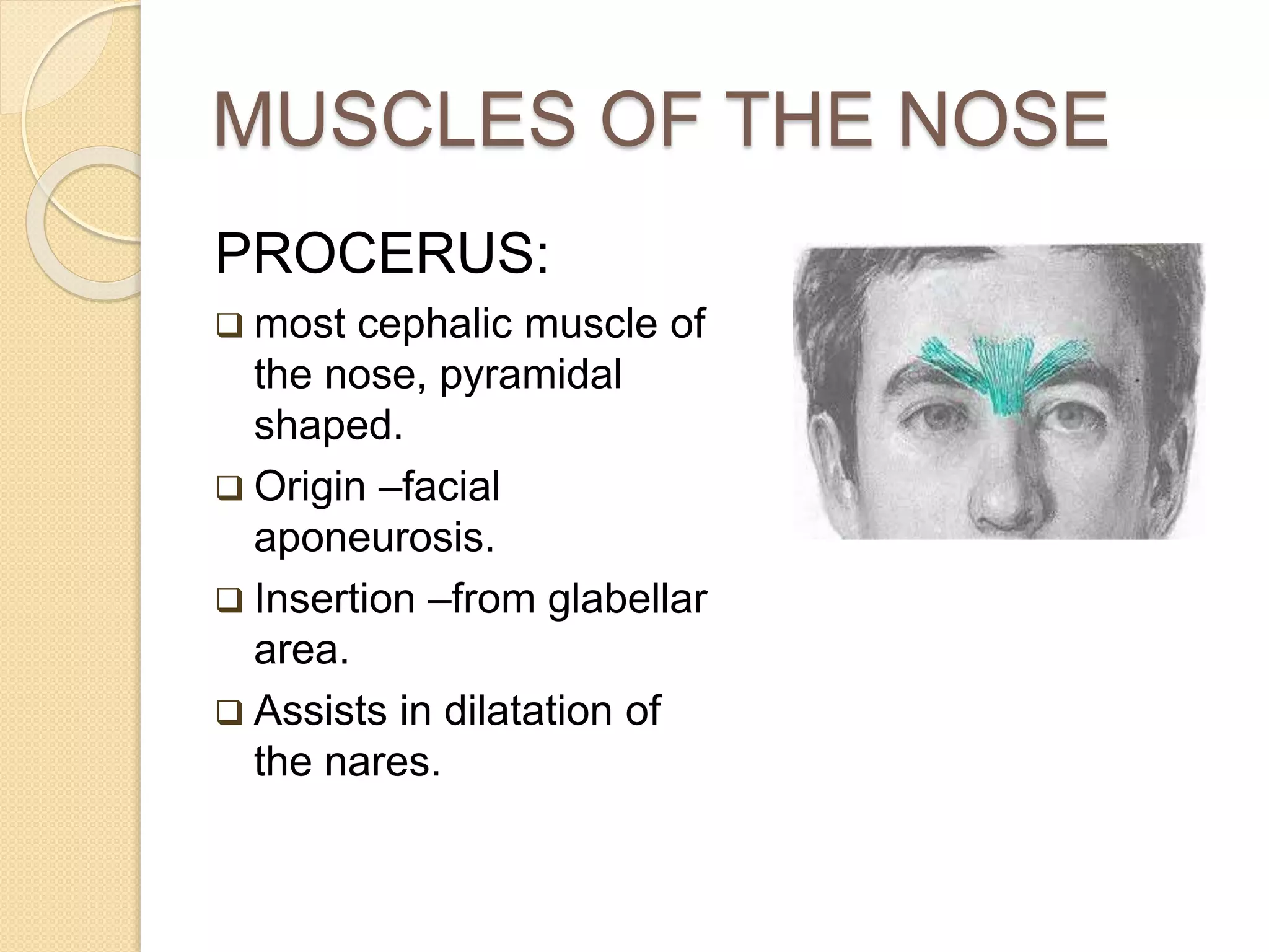 Nose and paranasal sinuses | PPTX