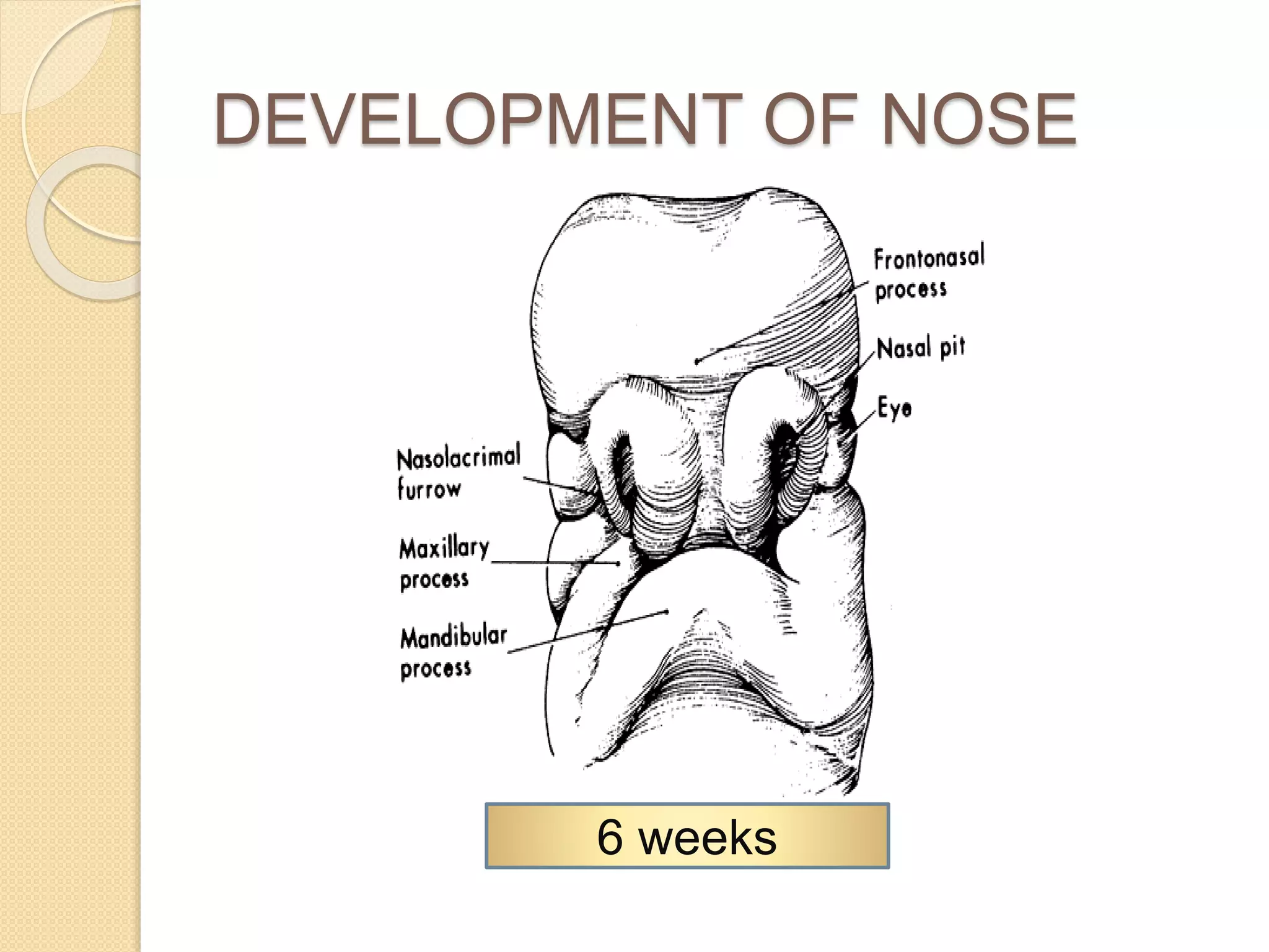 Nose and paranasal sinuses | PPTX