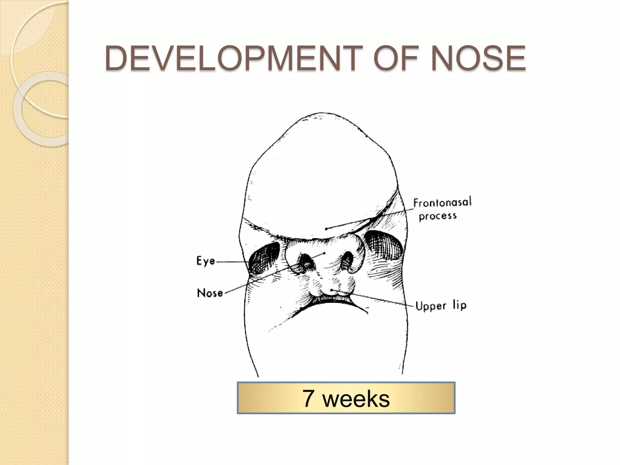 Nose and paranasal sinuses | PPTX