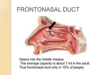 Frontonasal Duct