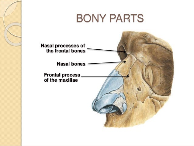Nose and paranasal sinuses