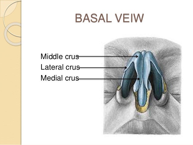 Nose and paranasal sinuses