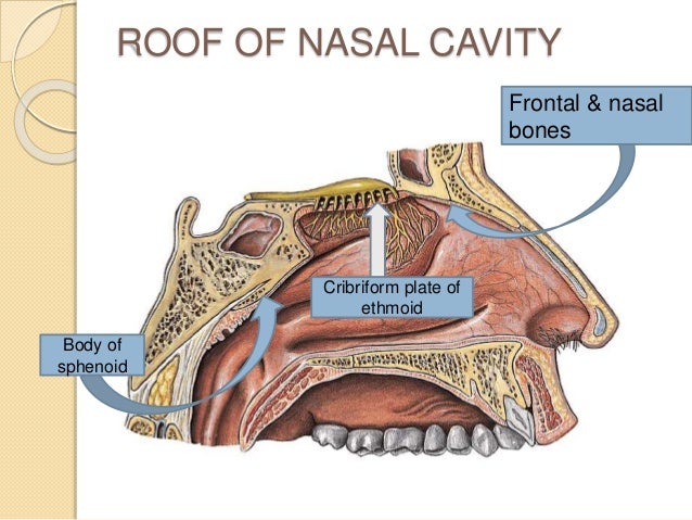 Ethmoid Roof Anatomy Figure 6 Cbct Coronal View Ethmoid Bone
