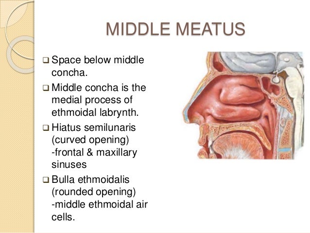 Nose and paranasal sinuses