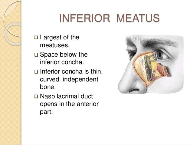Nose and paranasal sinuses