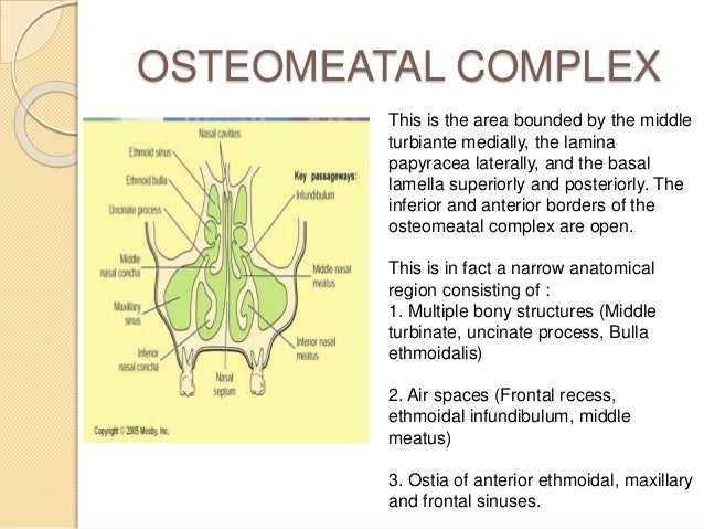 Anatomy Of Ostiomeatal Complex Epomedicine