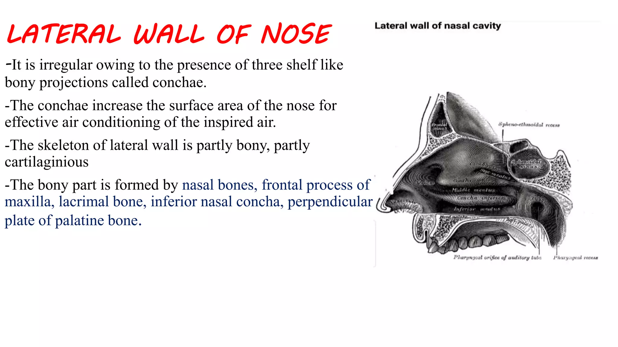 Nose and paranasal sinuses. | PPTX