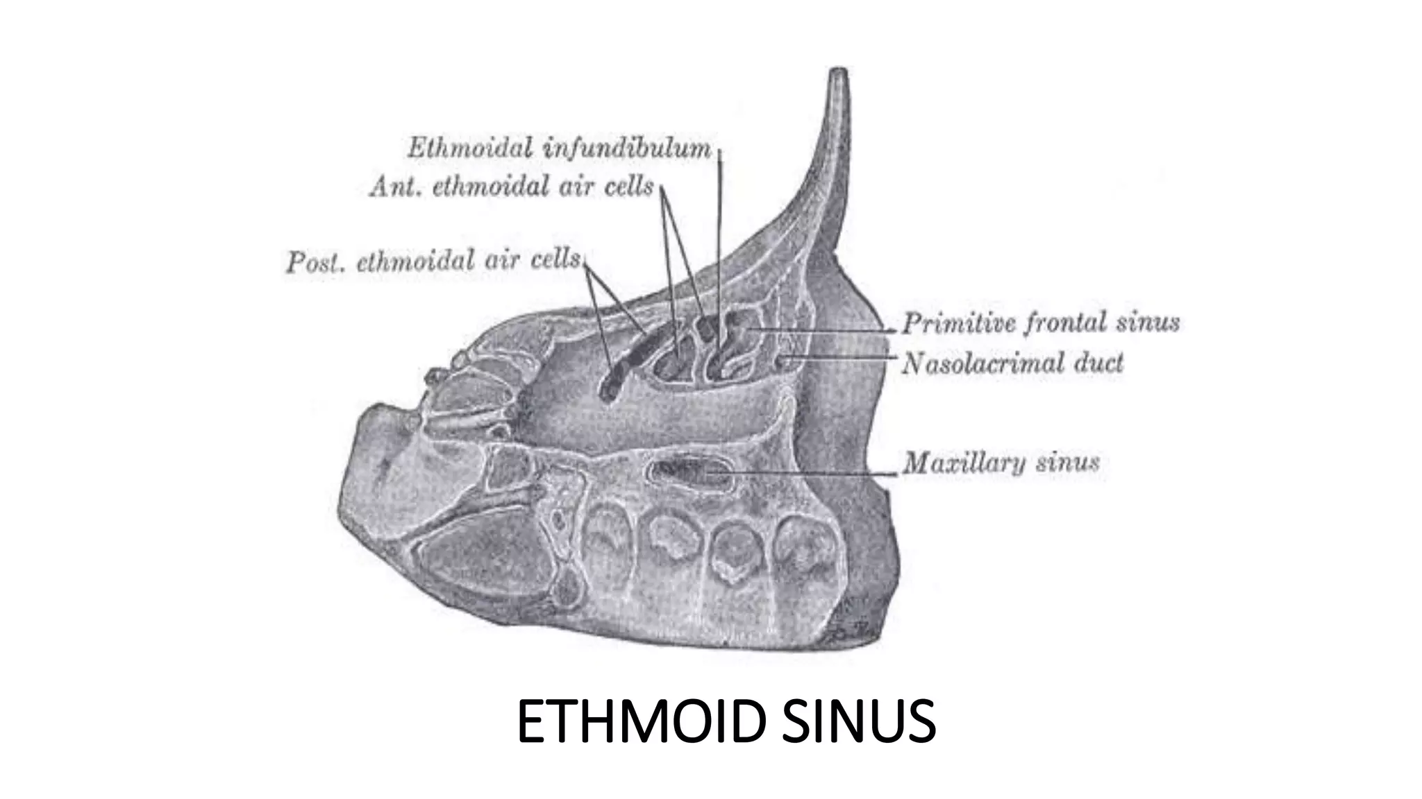 Nose and paranasal sinuses. | PPTX