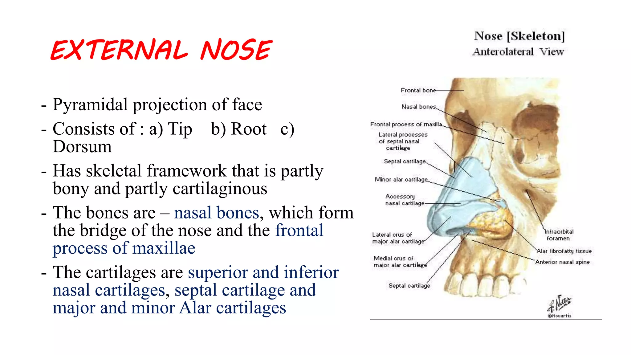 Nose and paranasal sinuses. | PPTX