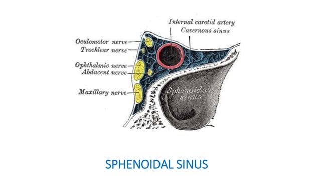 Nose and paranasal sinuses. | PPTX | Ear, Nose and Throat Conditions ...