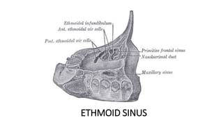 Nose and paranasal sinuses. | PPTX