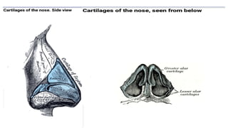 Nose and paranasal sinuses. | PPTX