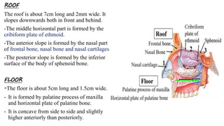 Nose and paranasal sinuses. | PPTX