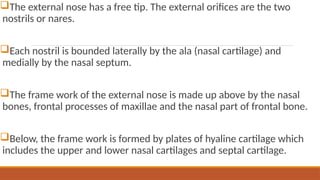 Nose and paranasal sinuses ( head anatomy) | PPTX