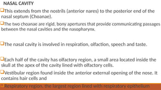 Nose and paranasal sinuses ( head anatomy) | PPT