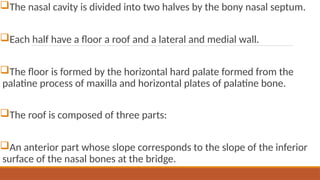 Nose and paranasal sinuses ( head anatomy) | PPTX