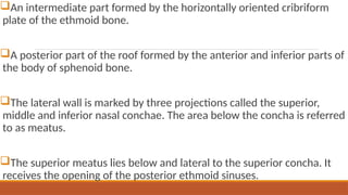 Nose and paranasal sinuses ( head anatomy) | PPT