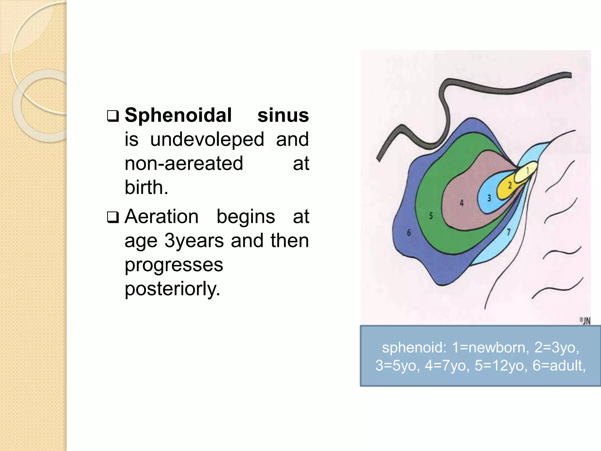 nose and paranasal sinuses EXCELLENT SLIDES TO CULL FROM NOSE SINUSES ...