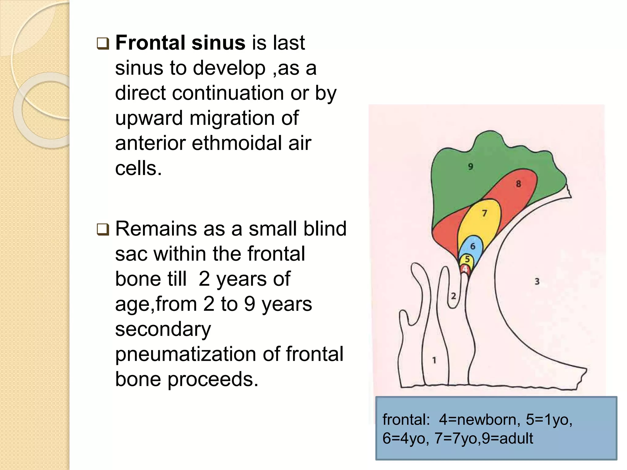 nose and paranasal sinuses EXCELLENT SLIDES TO CULL FROM NOSE SINUSES ...