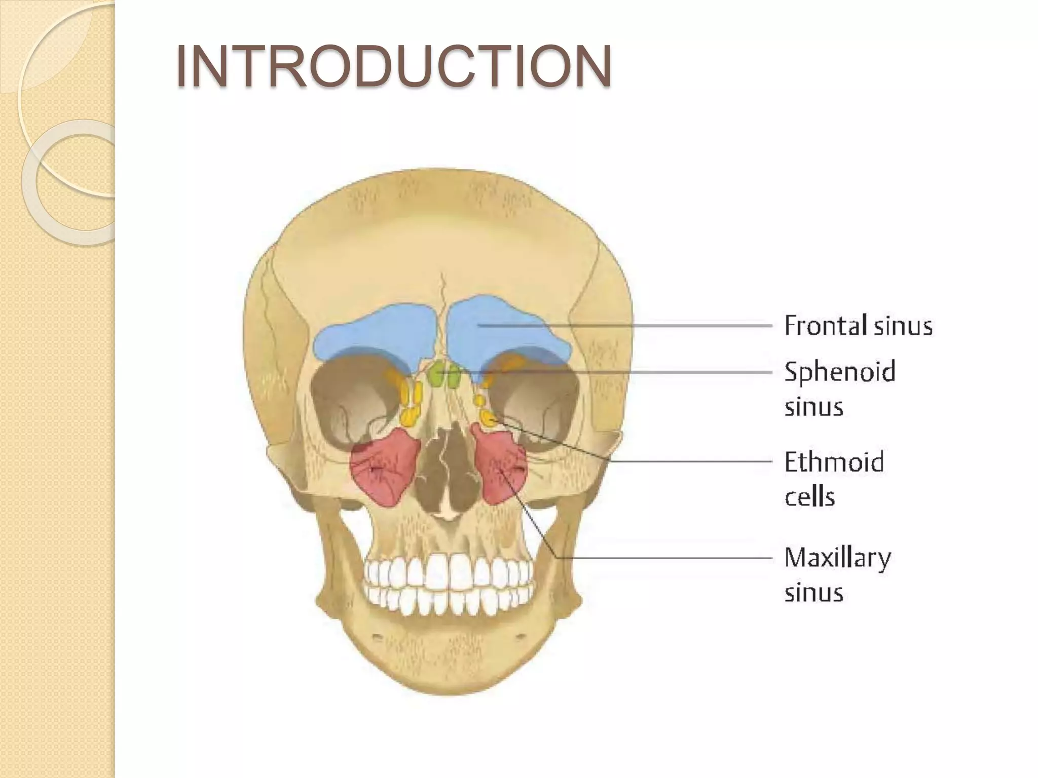 nose and paranasal sinuses EXCELLENT SLIDES TO CULL FROM NOSE SINUSES ...