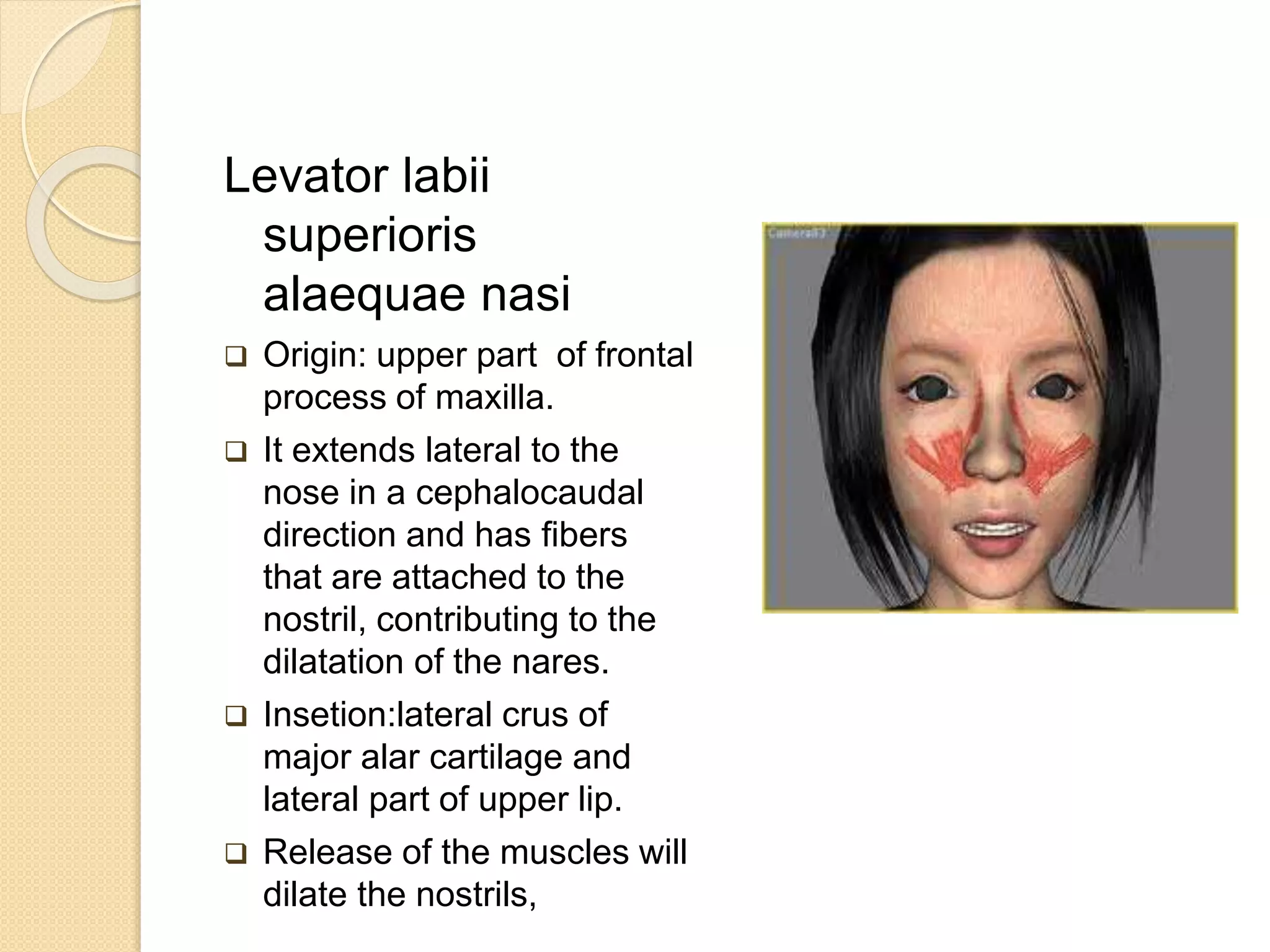 nose and paranasal sinuses EXCELLENT SLIDES TO CULL FROM NOSE SINUSES ...
