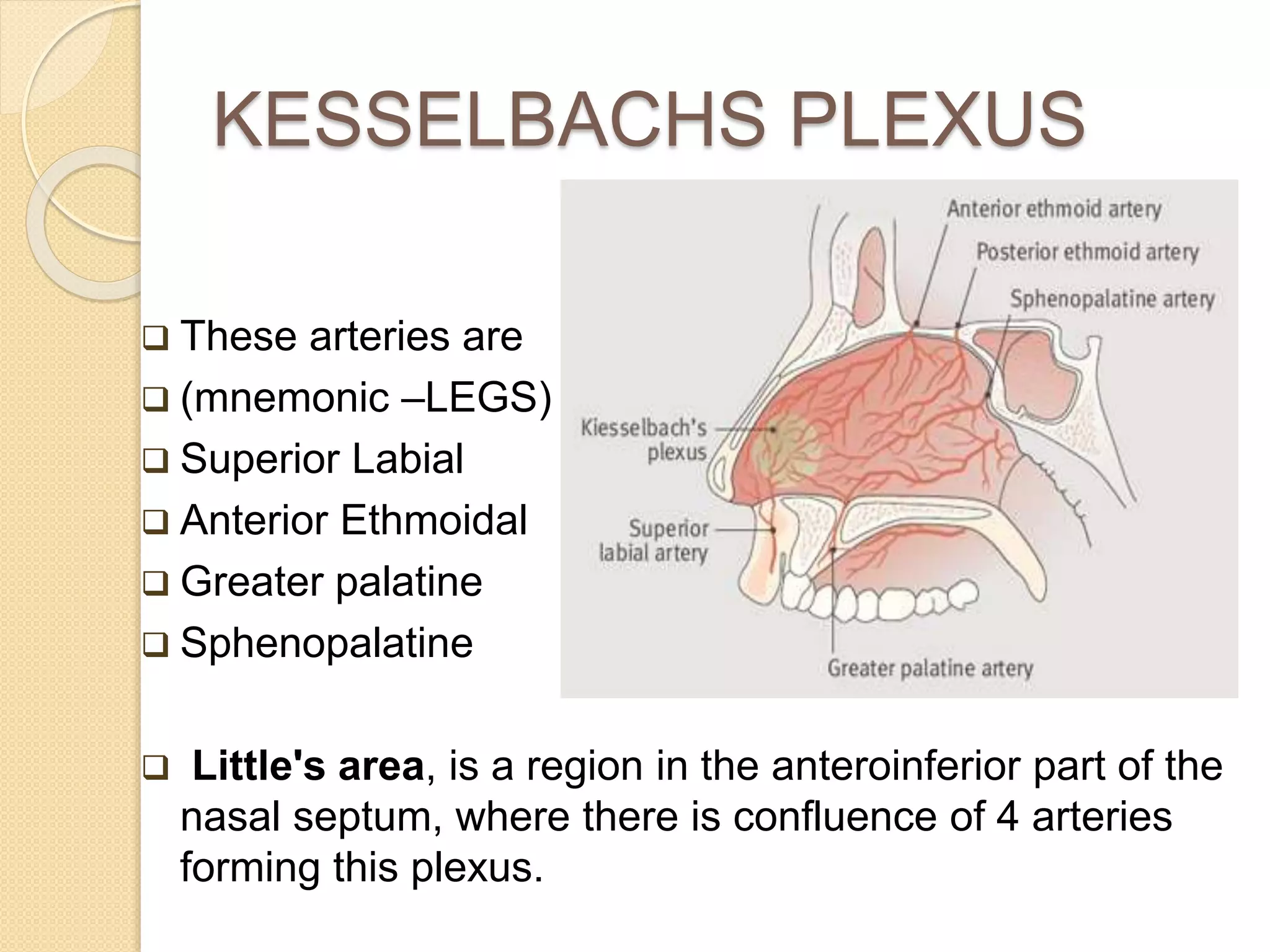 nose and paranasal sinuses EXCELLENT SLIDES TO CULL FROM NOSE SINUSES ...