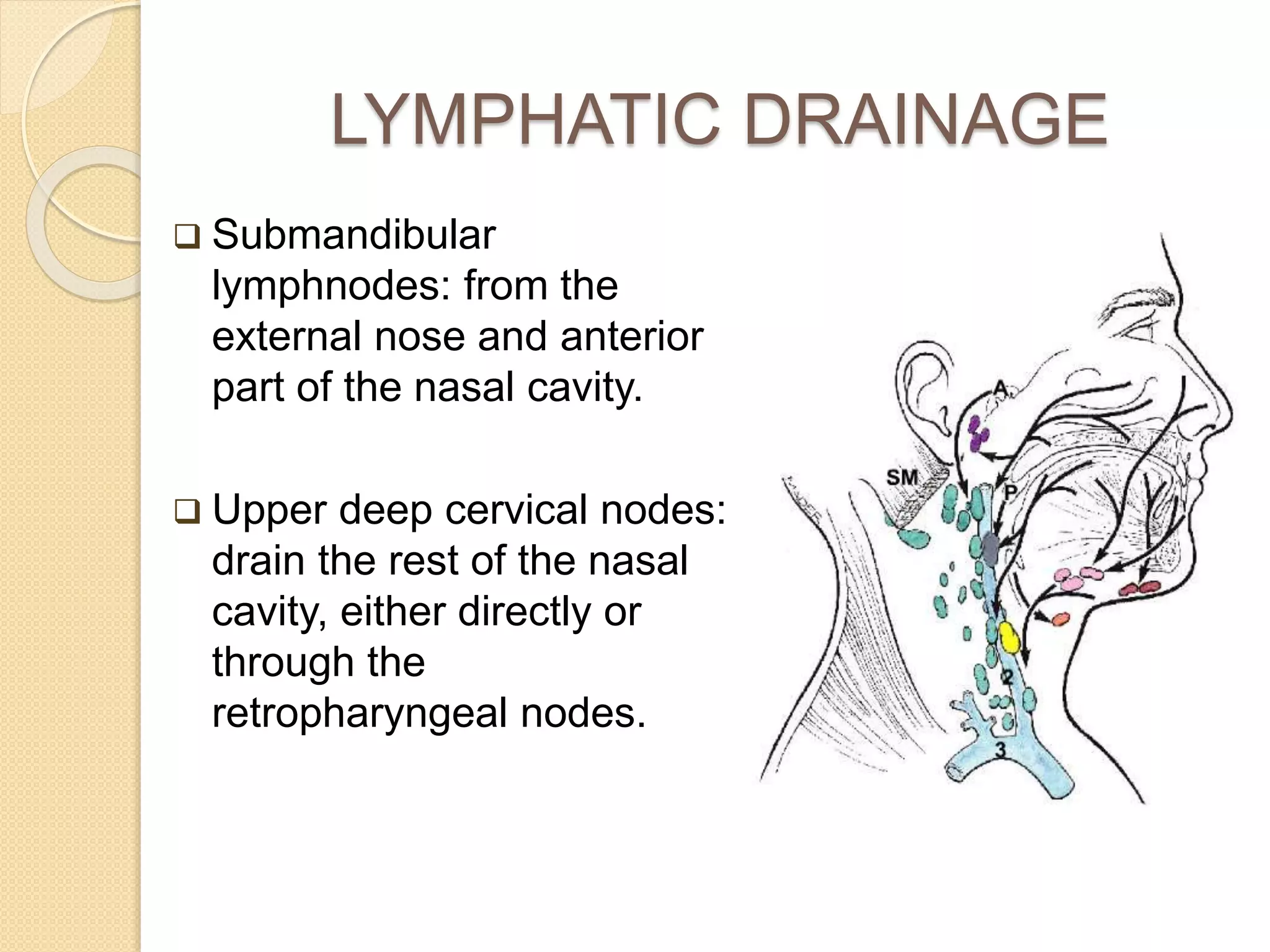 nose and paranasal sinuses EXCELLENT SLIDES TO CULL FROM NOSE SINUSES ...