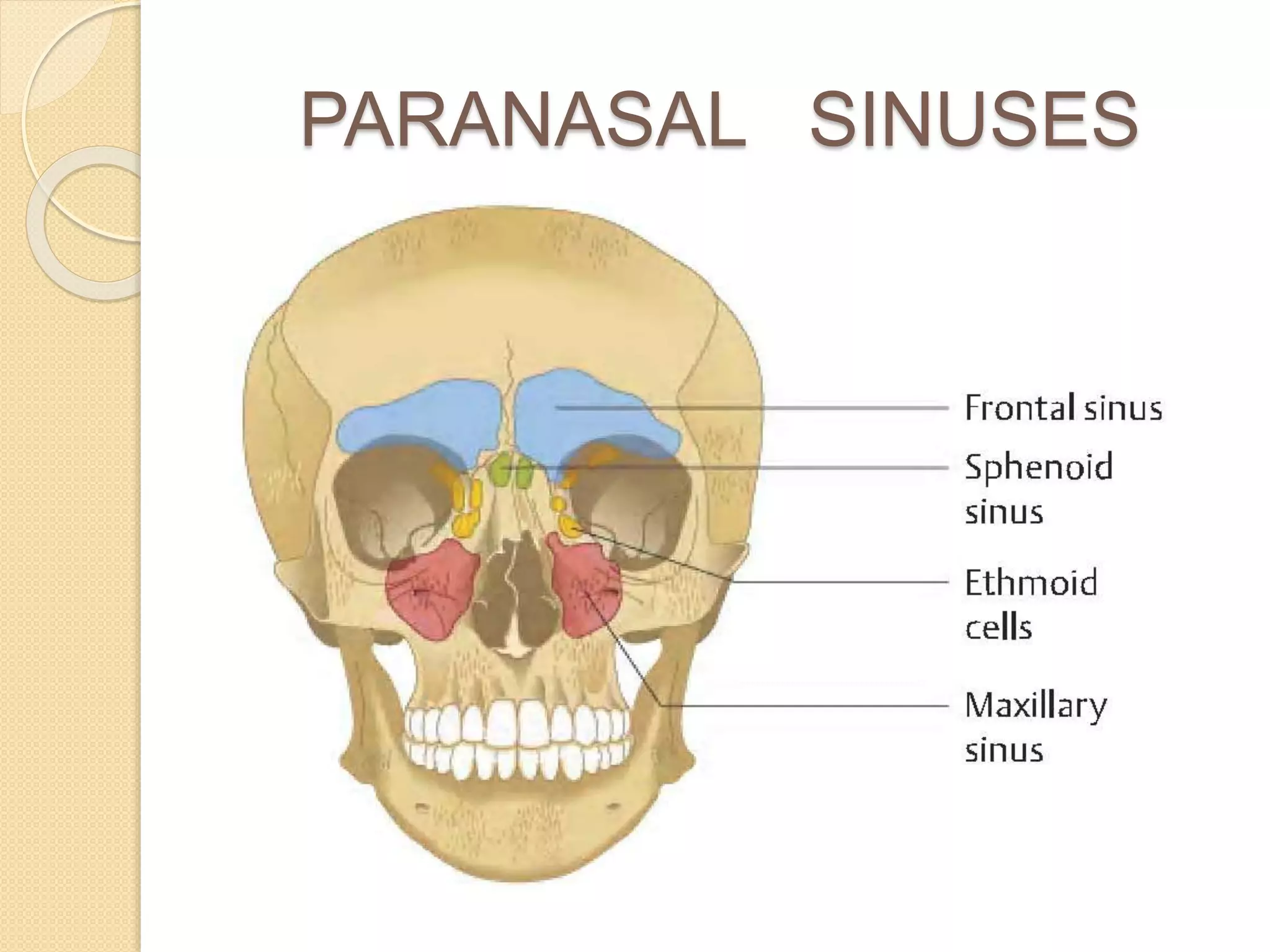 nose and paranasal sinuses EXCELLENT SLIDES TO CULL FROM NOSE SINUSES ...