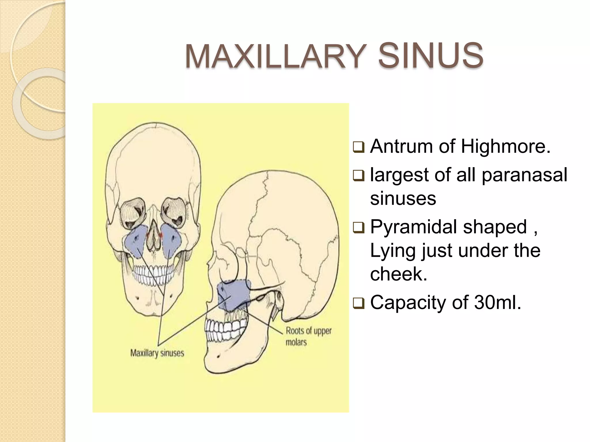 nose and paranasal sinuses EXCELLENT SLIDES TO CULL FROM NOSE SINUSES ...