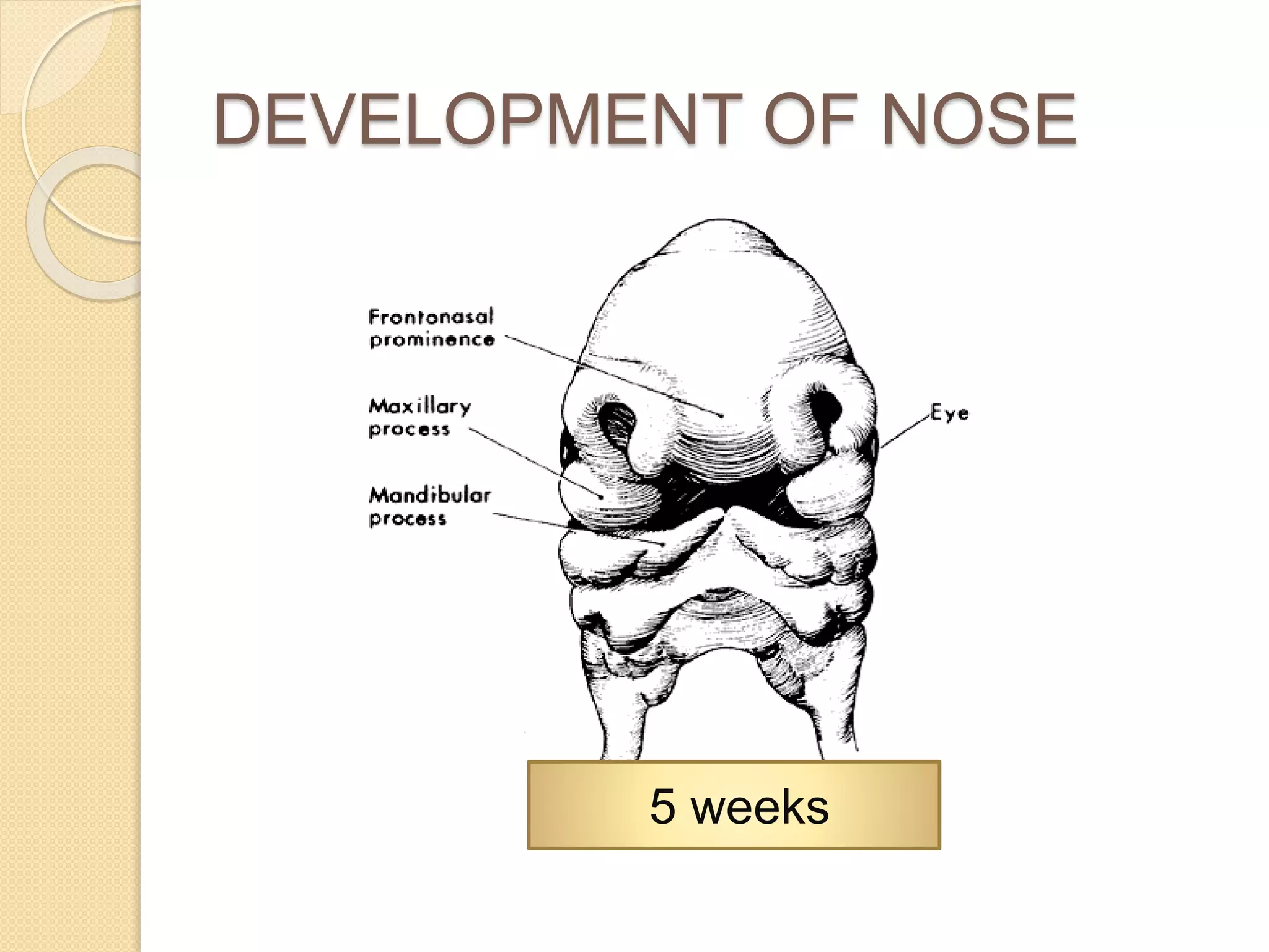 nose and paranasal sinuses EXCELLENT SLIDES TO CULL FROM NOSE SINUSES ...