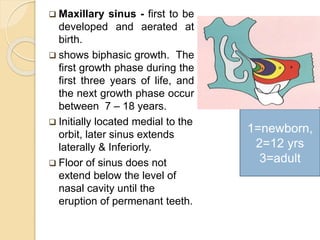 nose and paranasal sinuses EXCELLENT SLIDES TO CULL FROM NOSE SINUSES ...