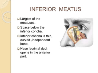nose and paranasal sinuses EXCELLENT SLIDES TO CULL FROM NOSE SINUSES ...