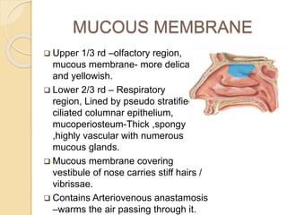 nose and paranasal sinuses EXCELLENT SLIDES TO CULL FROM NOSE SINUSES ...