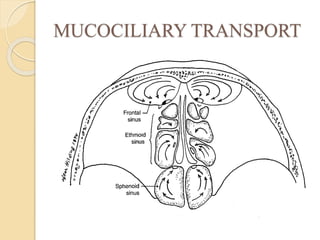 nose and paranasal sinuses EXCELLENT SLIDES TO CULL FROM NOSE SINUSES ...