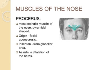 nose and paranasal sinuses EXCELLENT SLIDES TO CULL FROM NOSE SINUSES ...