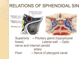 nose and paranasal sinuses EXCELLENT SLIDES TO CULL FROM NOSE SINUSES ...
