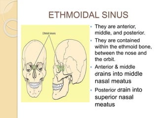 nose and paranasal sinuses EXCELLENT SLIDES TO CULL FROM NOSE SINUSES ...