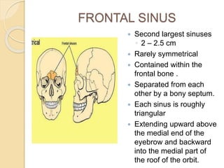 nose and paranasal sinuses EXCELLENT SLIDES TO CULL FROM NOSE SINUSES ...