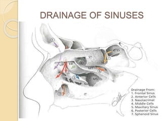 nose and paranasal sinuses EXCELLENT SLIDES TO CULL FROM NOSE SINUSES ...