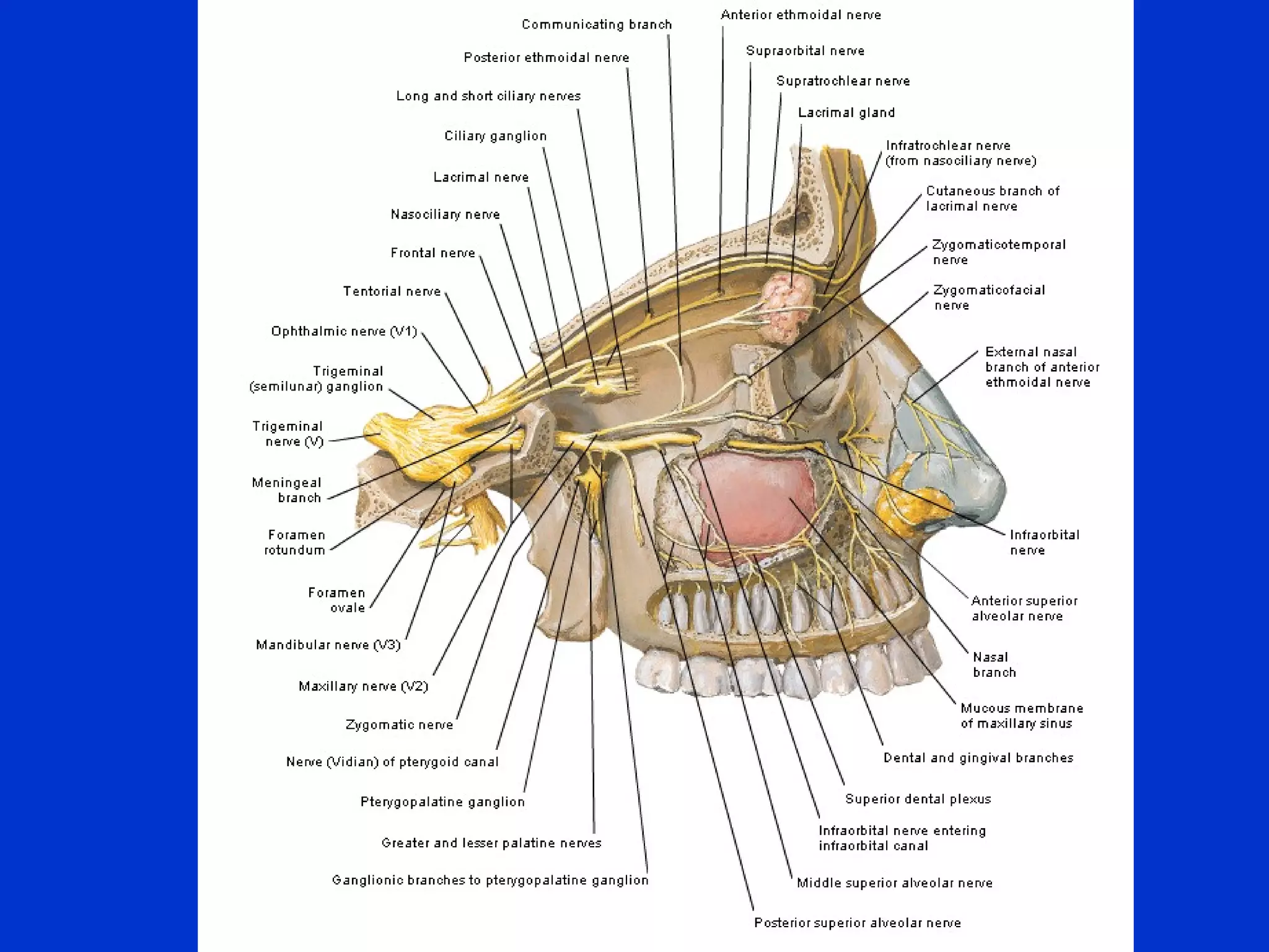Nose and paranasal sinuses extra shortened | PPT