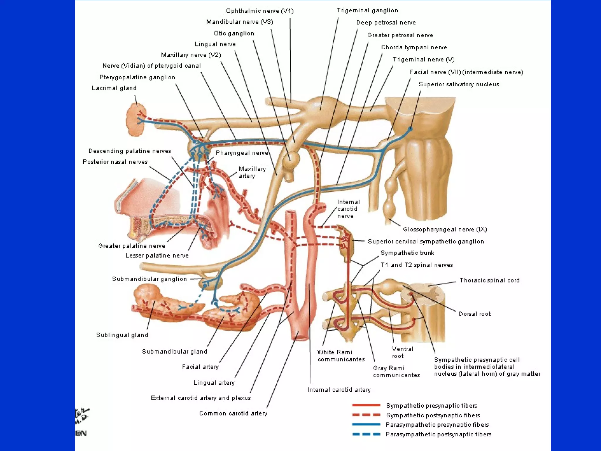 Nose and paranasal sinuses extra shortened | PPT
