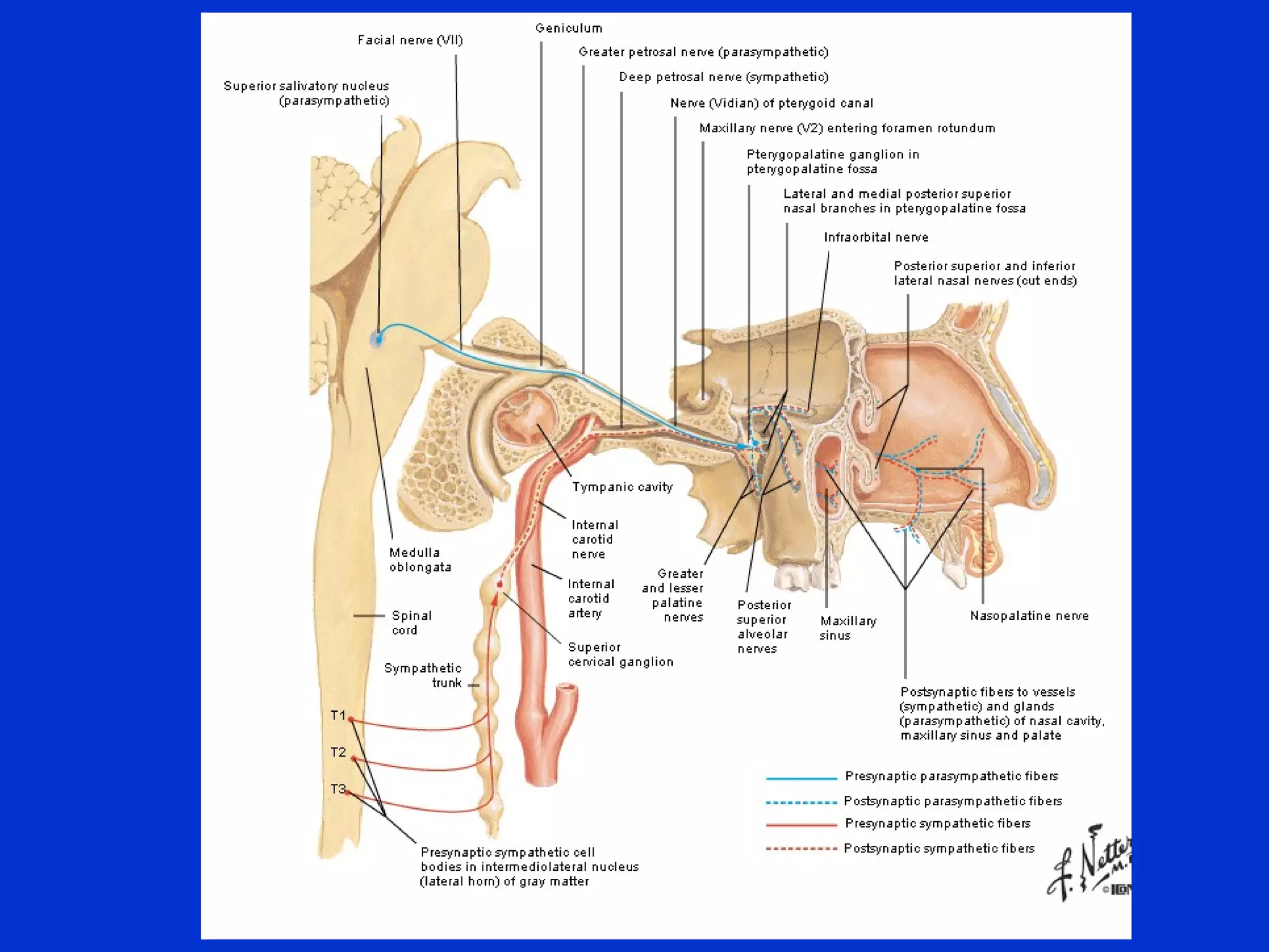 Nose and paranasal sinuses extra shortened | PPT