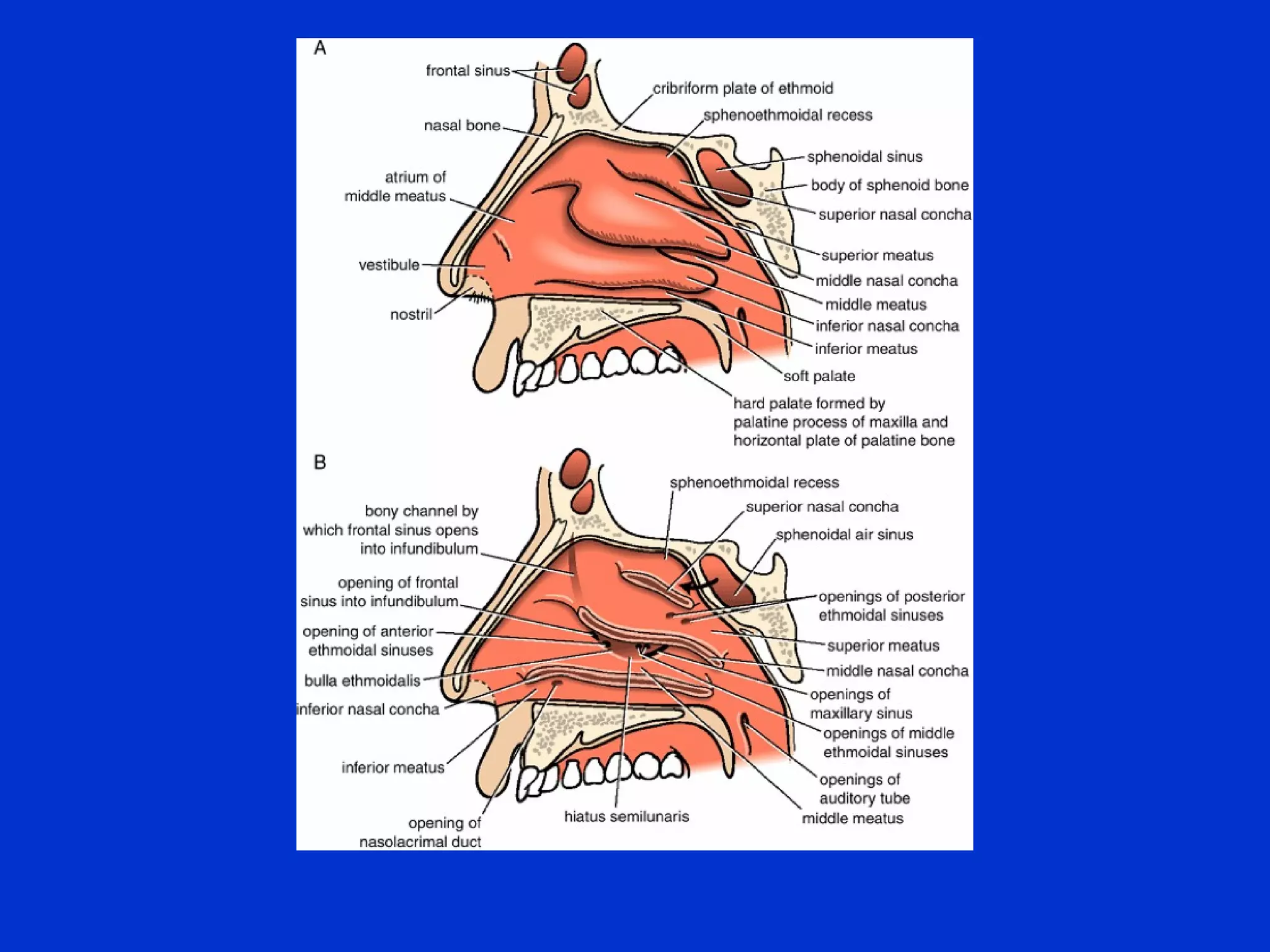 Nose and paranasal sinuses extra shortened | PPT | Ear, Nose and Throat ...