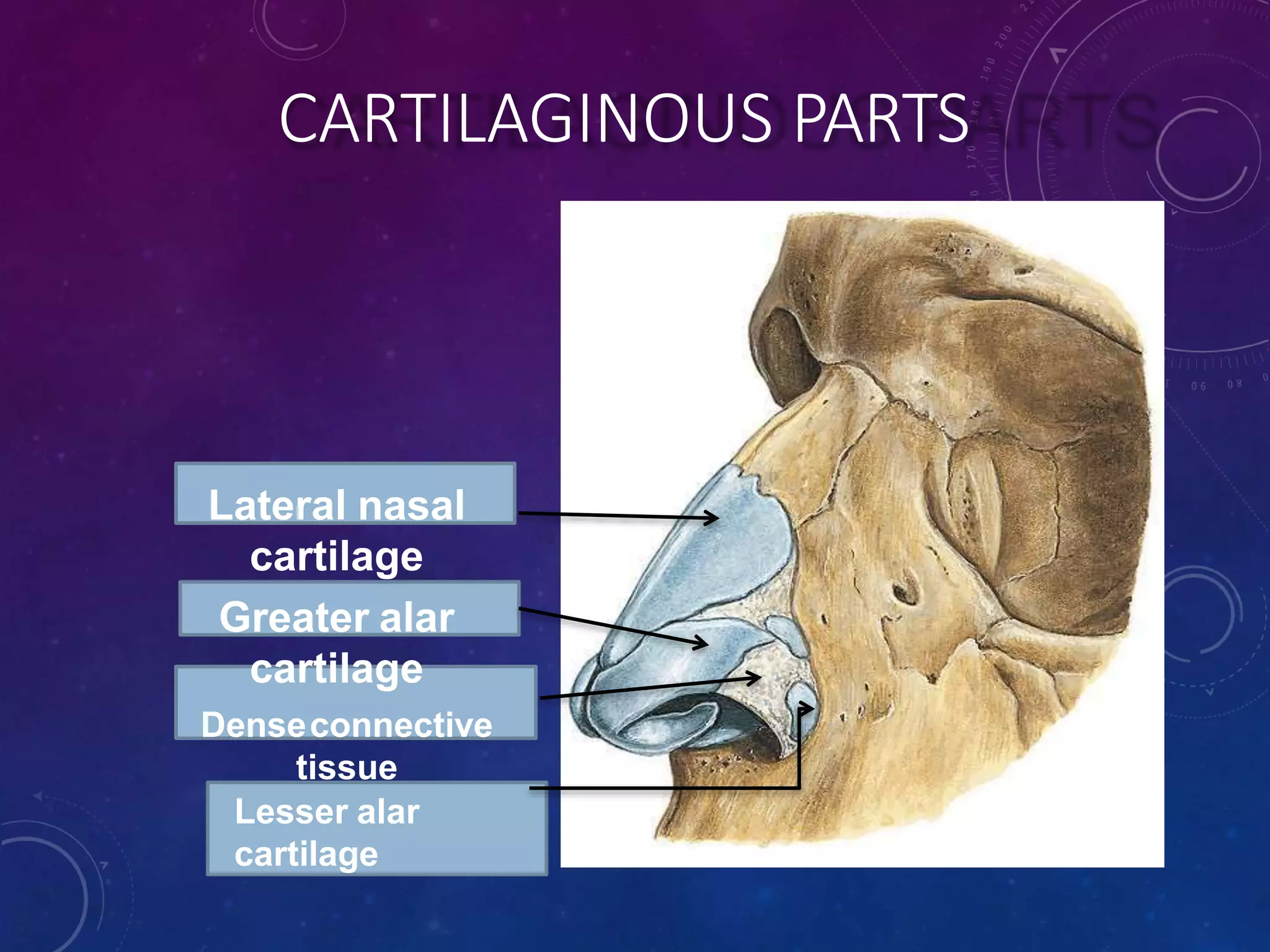 Nose and para nasal sinus meher | PPTX