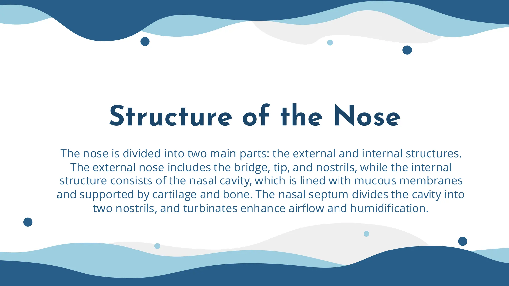 Nose and Sinuses ( nasal anatomy, structure of the nose and paranasal ...