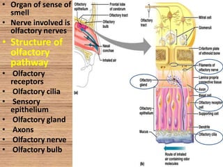 Nose and smell (1).pdf