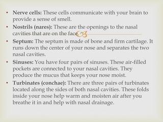 NOSE assignment .pptx