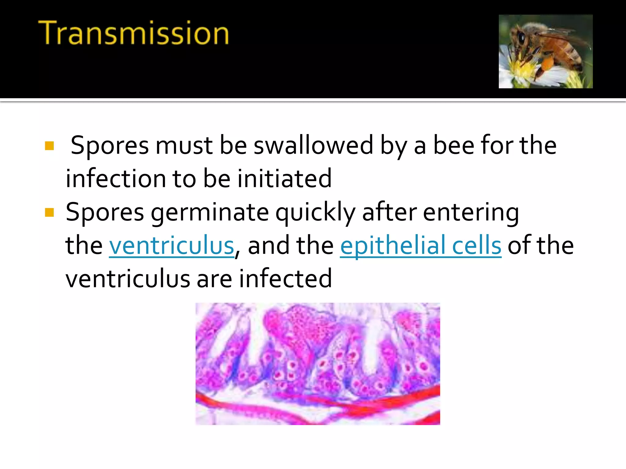 Nosema apis | PPTX