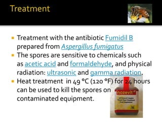 Nosema apis | PPTX