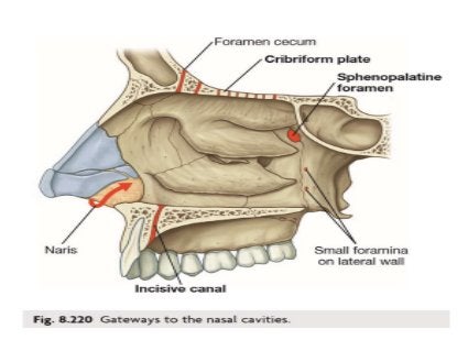 Nose, nasal cavity and paranasal sinuses.pptx